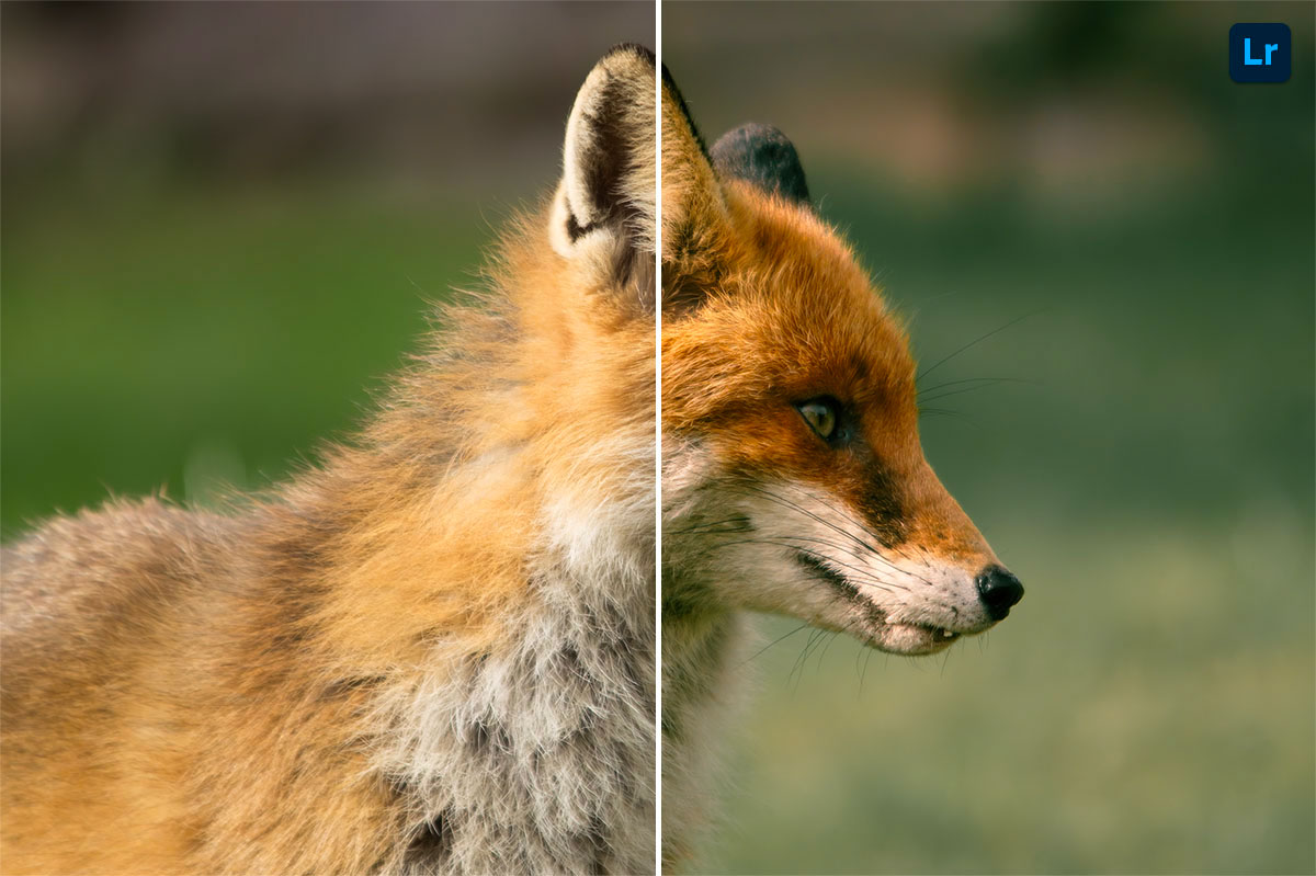 Fox | Remix | Photoshop Lightroom