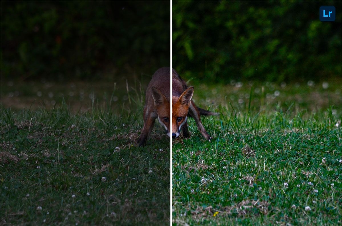 Fox | Edit | Photoshop Lightroom