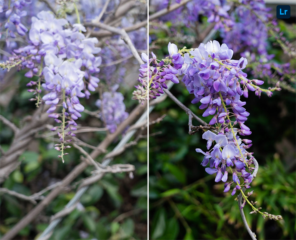 Wisteria on the guy-wire | Edit | Photoshop Lightroom