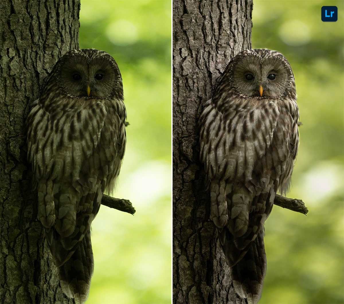 Ural owl | Edit | Photoshop Lightroom