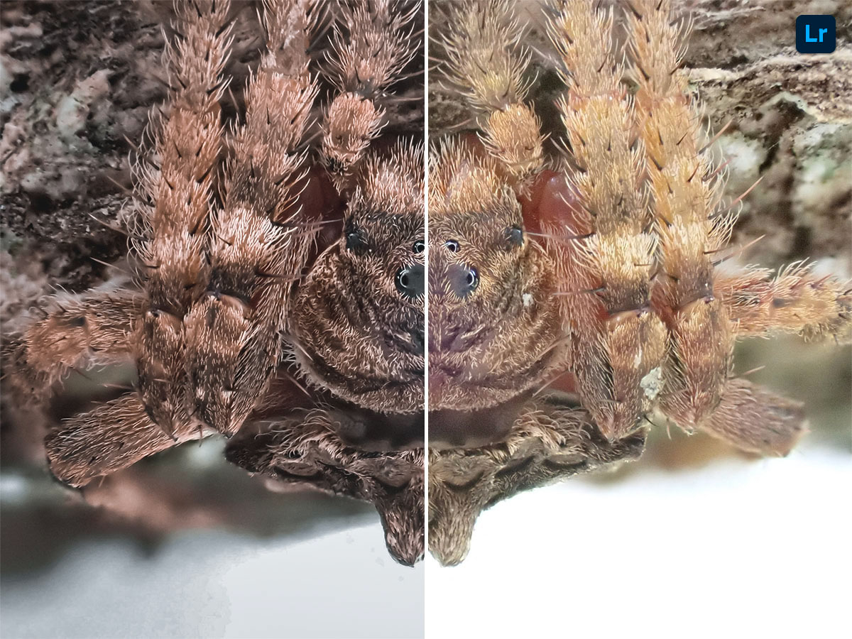 Wrap around spider | Edit | Photoshop Lightroom