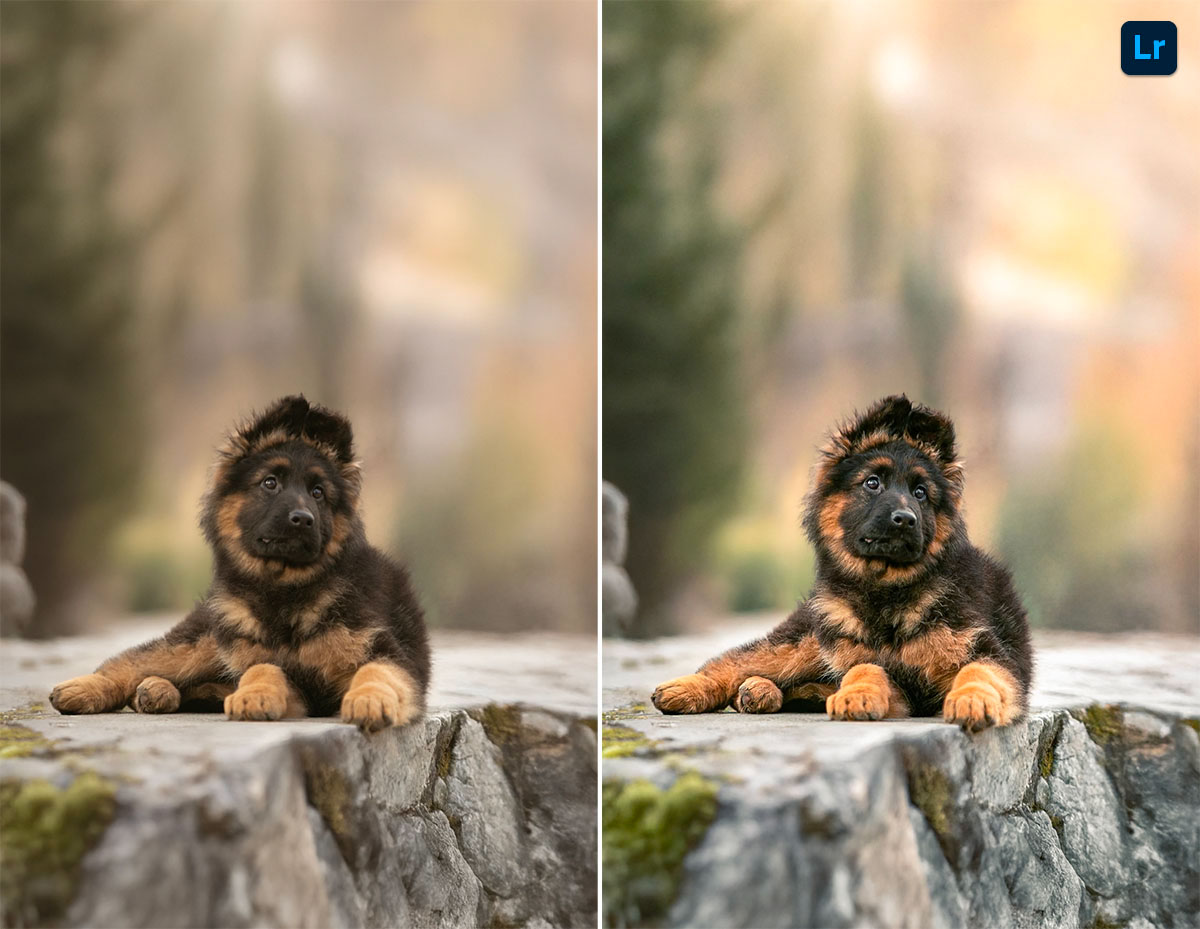 Puppy | Edit | Photoshop Lightroom