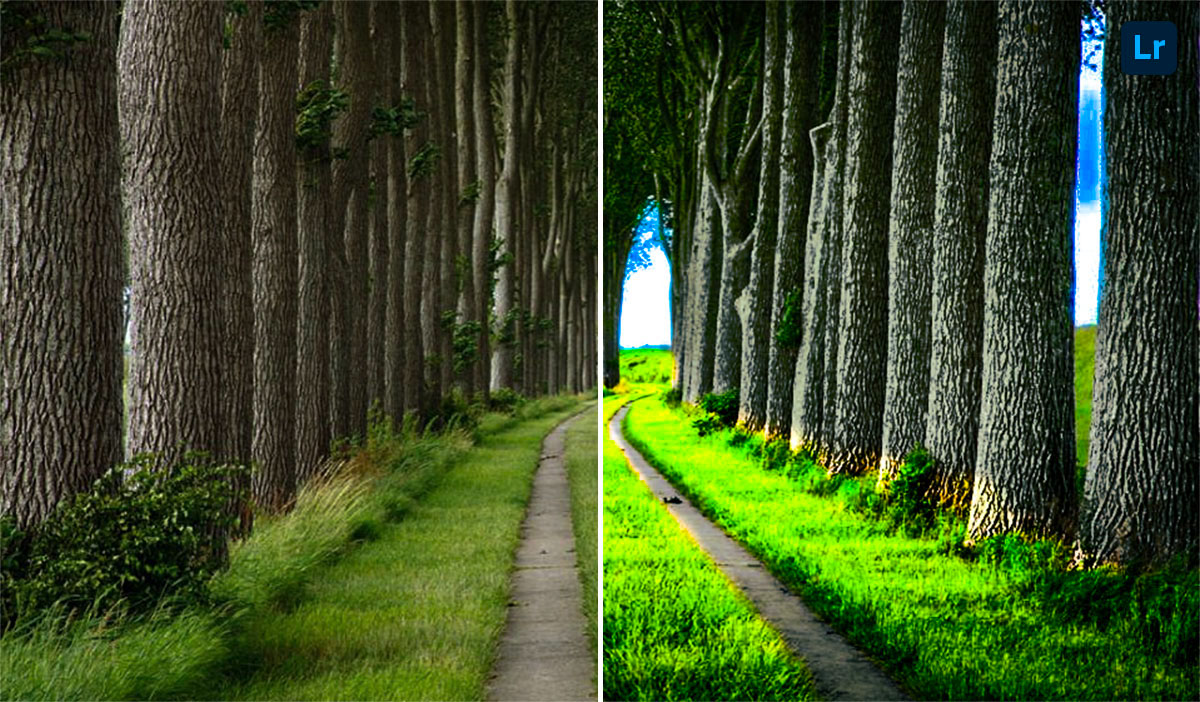 Baumallee | Remix | Photoshop Lightroom