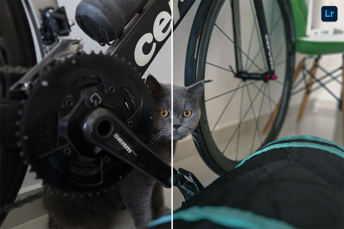 Ollie the cat | Edit | Photoshop Lightroom