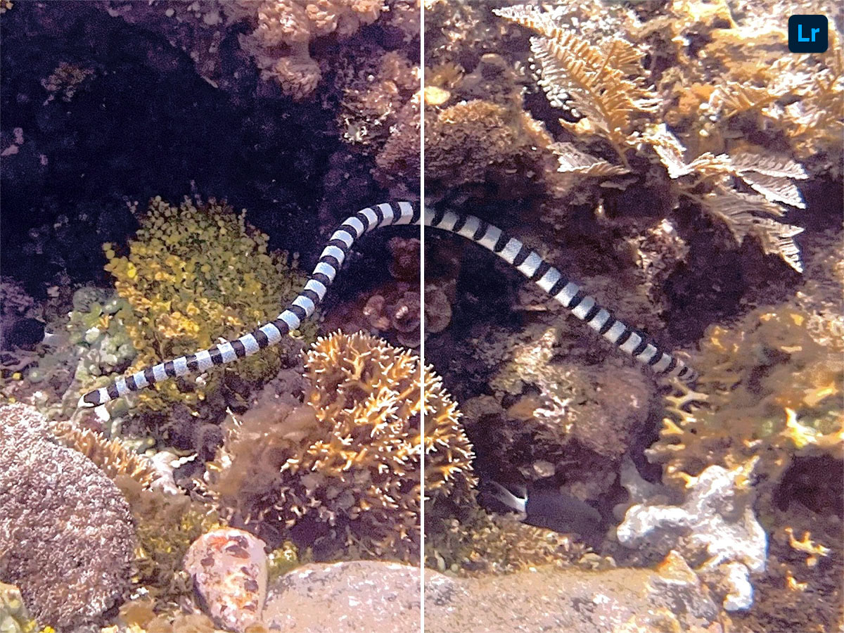 snake | Edit | Photoshop Lightroom