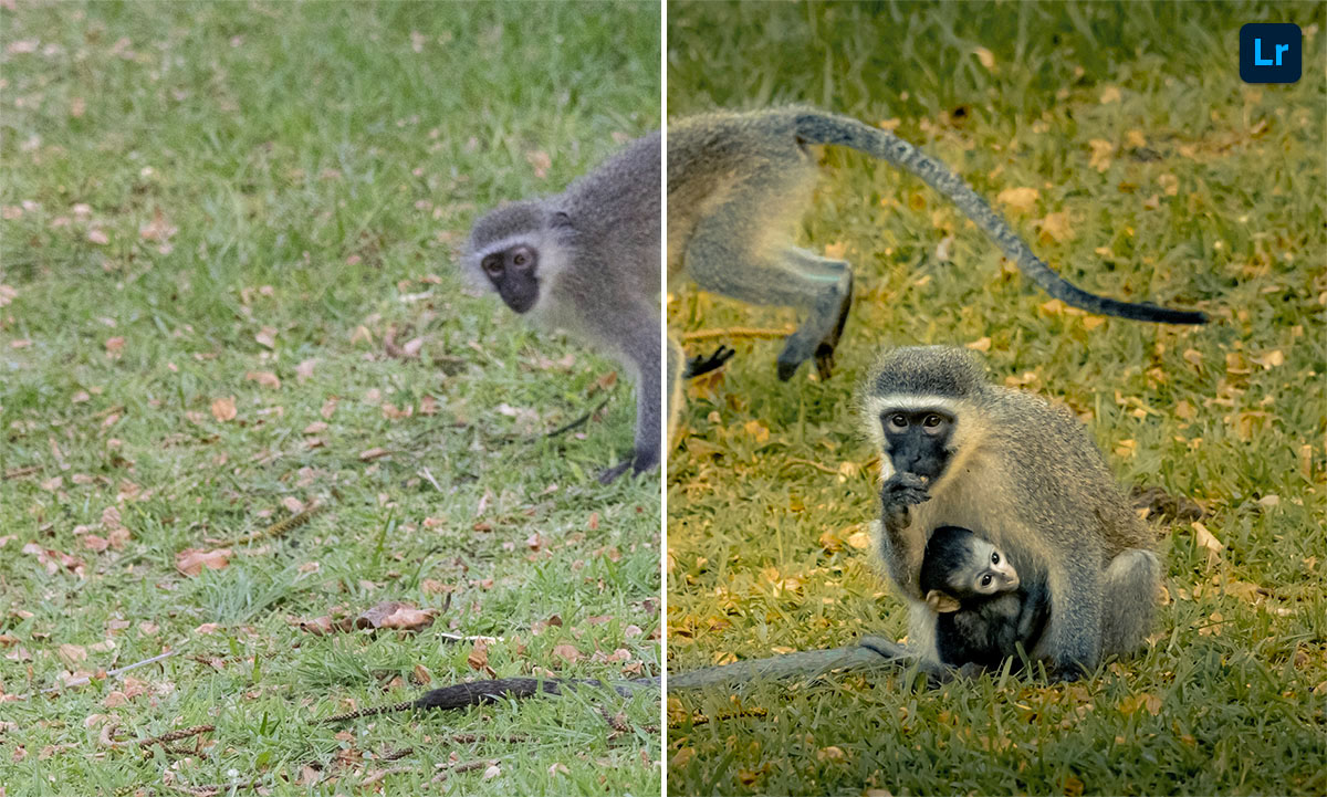 Vervet Monkey | Edit | Photoshop Lightroom