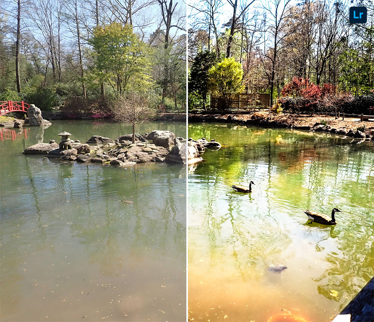 Ducks and Turtles | Edit | Photoshop Lightroom