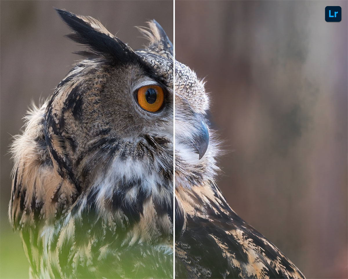 Eurasian Eagle Owl | Edit | Photoshop Lightroom