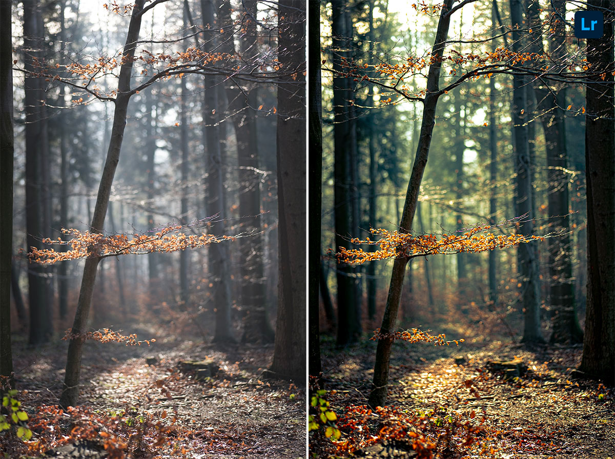 autumn leaves | Remix | Photoshop Lightroom
