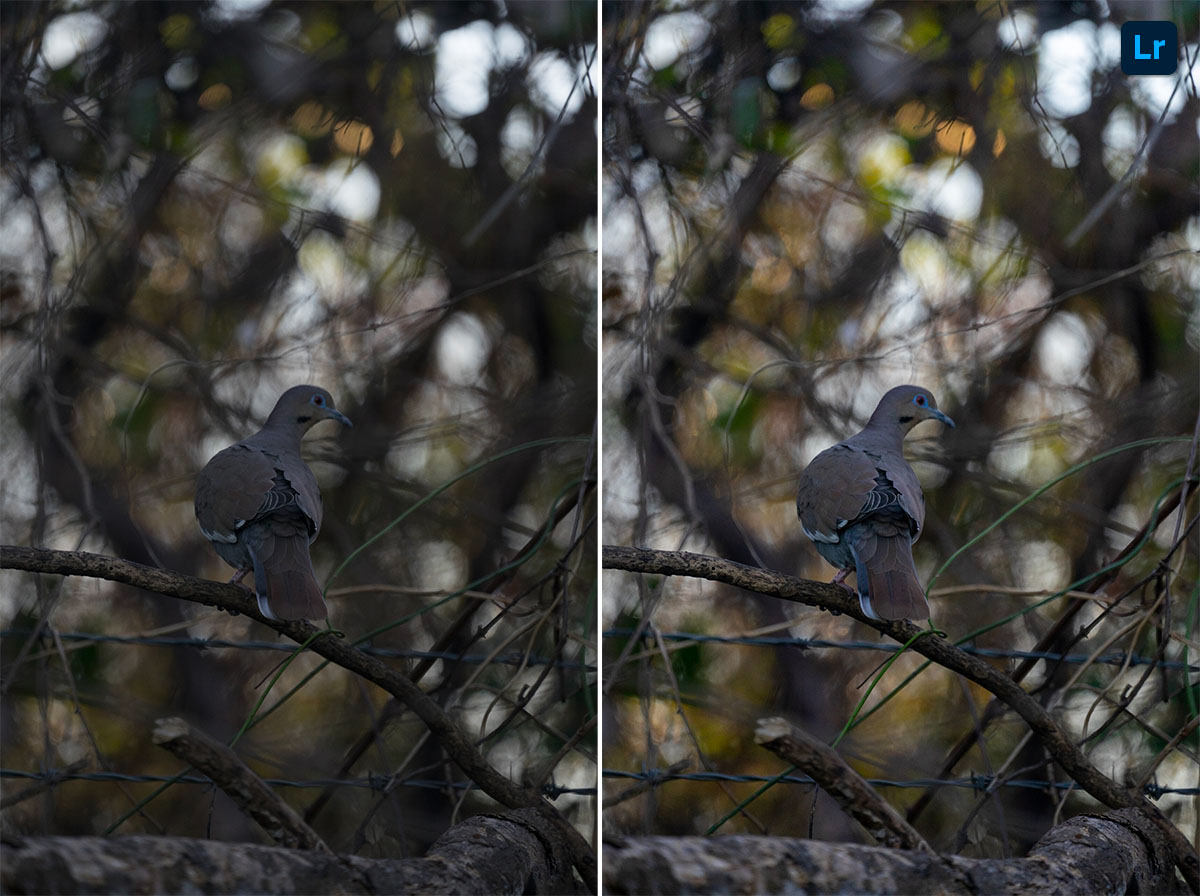 Bird | Remix | Photoshop Lightroom