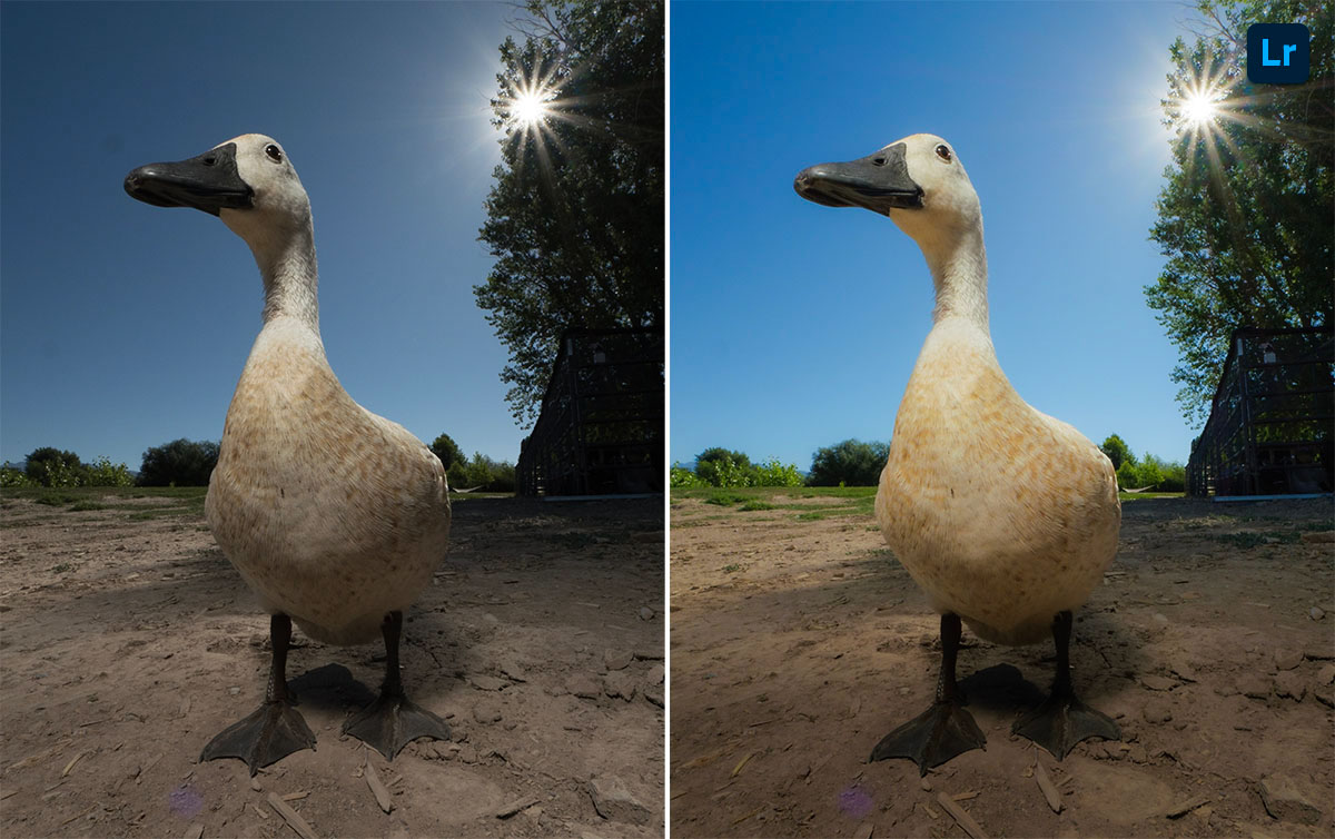 happy duck | Edit | Photoshop Lightroom