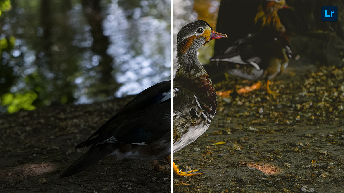 Cute little duck | Edit | Photoshop Lightroom