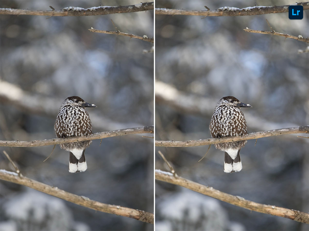 Bird | Remix | Photoshop Lightroom