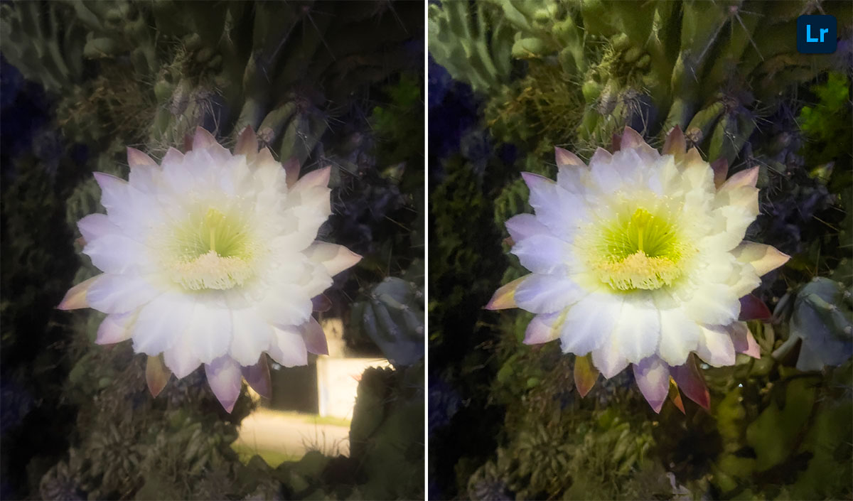 flor de Captus | Edit | Photoshop Lightroom