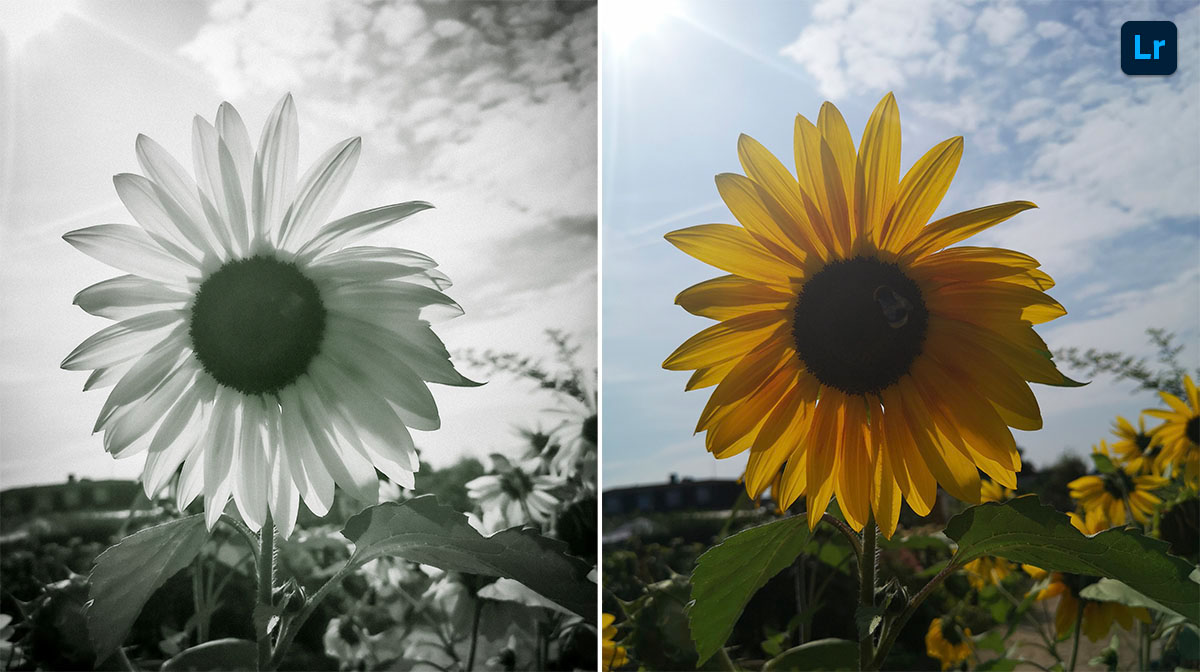 Sunflower | Edit | Photoshop Lightroom