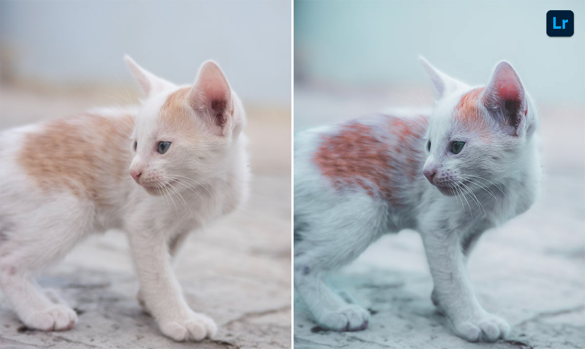 friendly neighbourhood kitten | Edit | Photoshop Lightroom