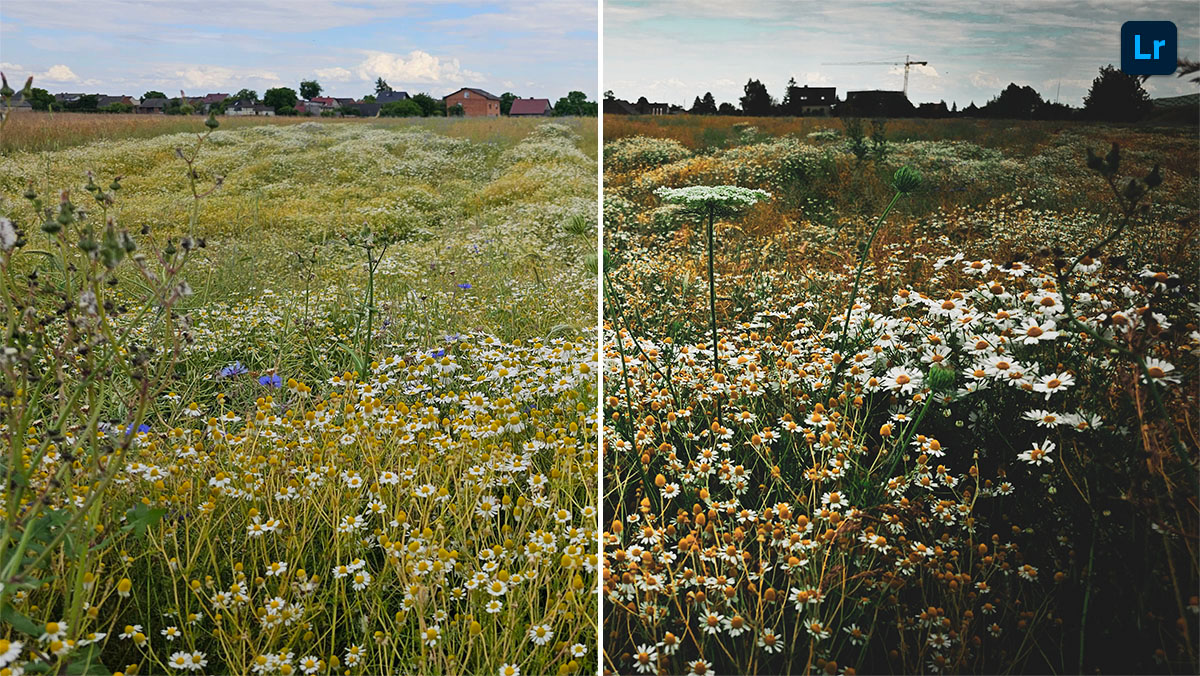 flower meadow | Edit | Photoshop Lightroom