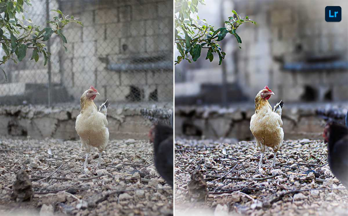 Chicken | Remix | Photoshop Lightroom