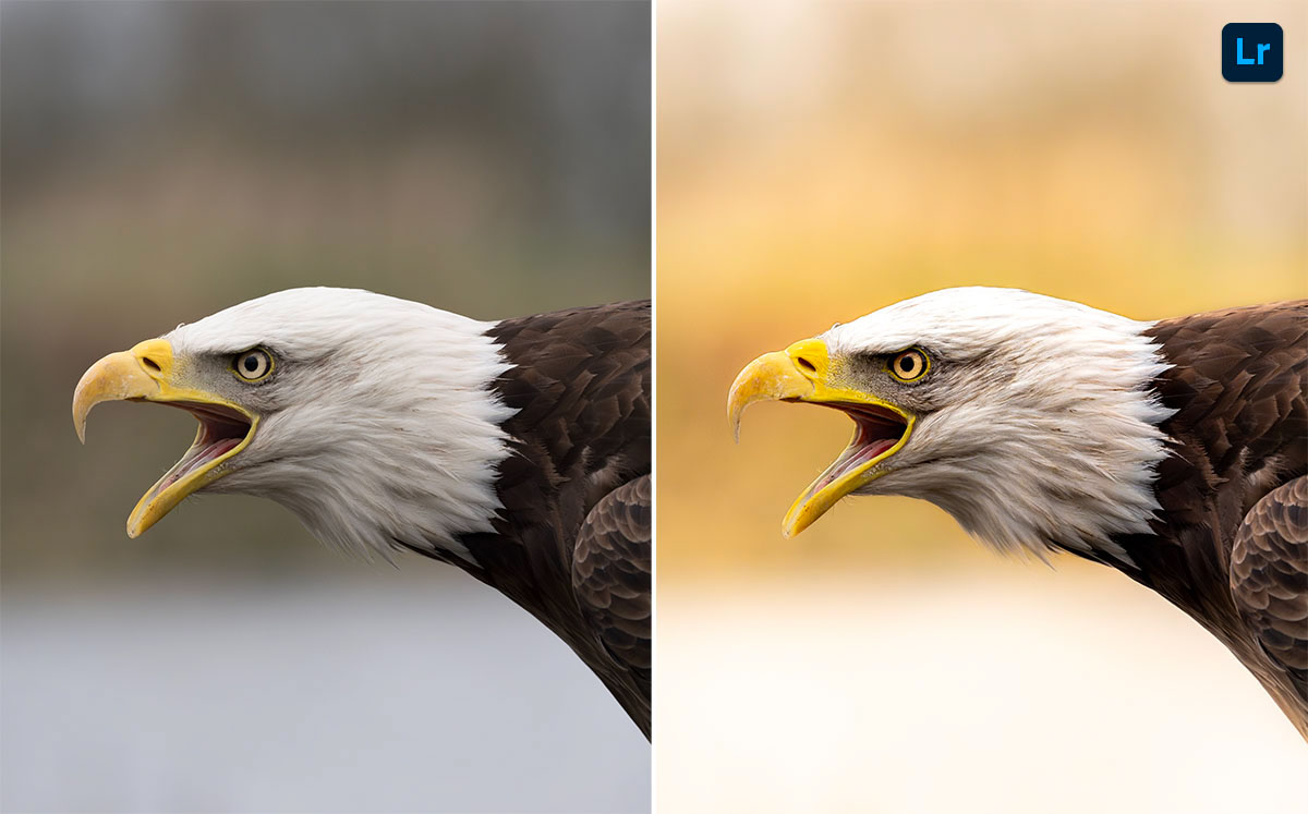 Bald eagle in action | Edit | Photoshop Lightroom