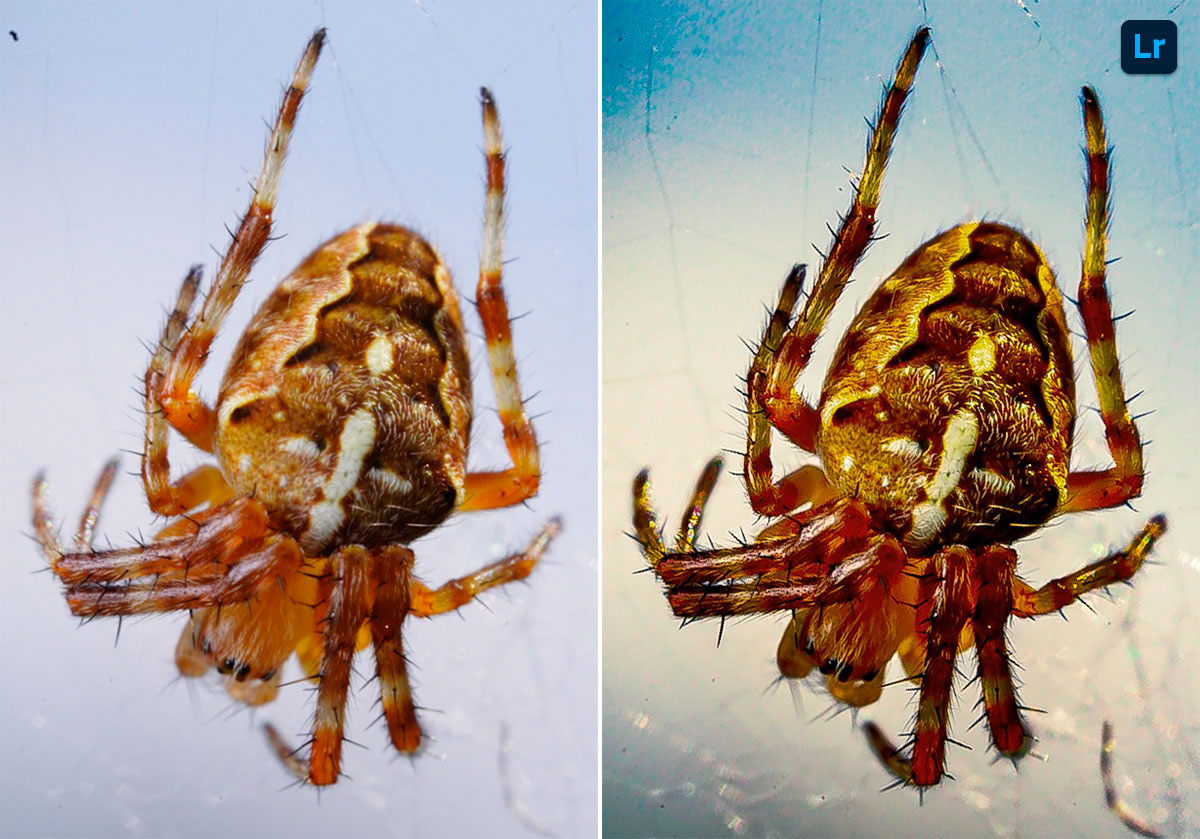 Spider edit | Edit | Photoshop Lightroom