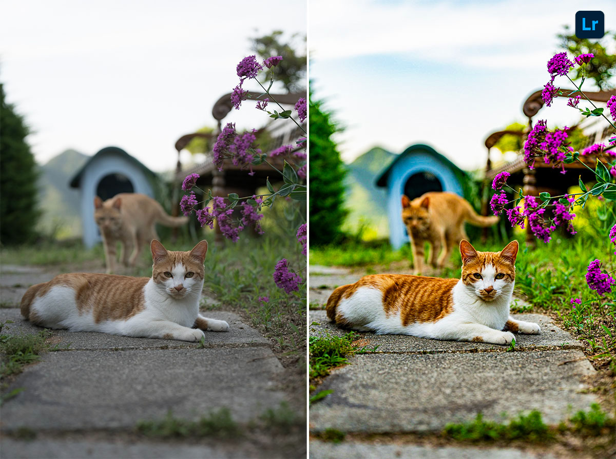 cat | Remix | Photoshop Lightroom