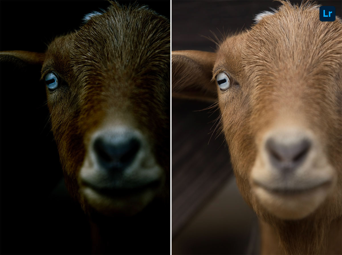 goat | Remix | Photoshop Lightroom