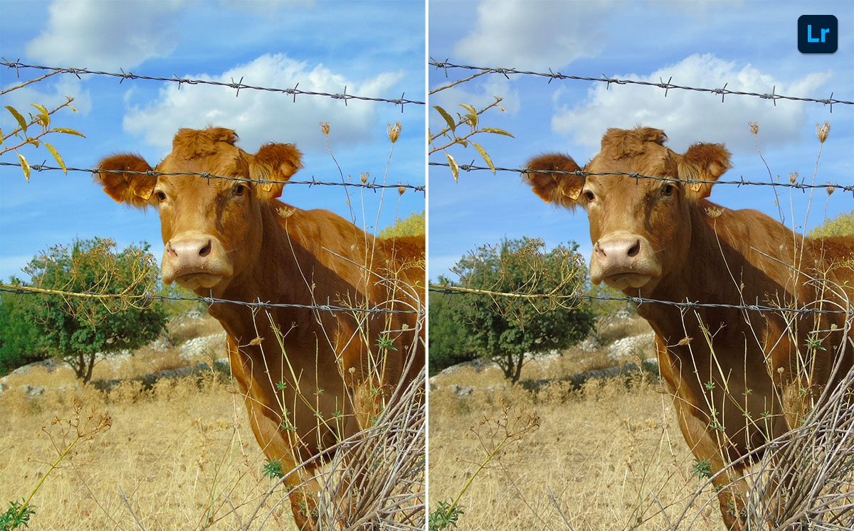 Cow | Edit | Photoshop Lightroom