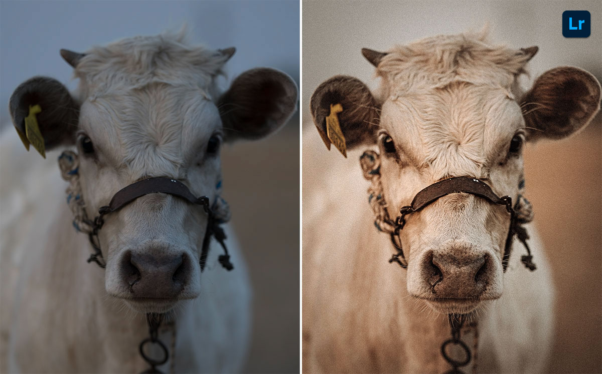 Cow | Edit | Photoshop Lightroom