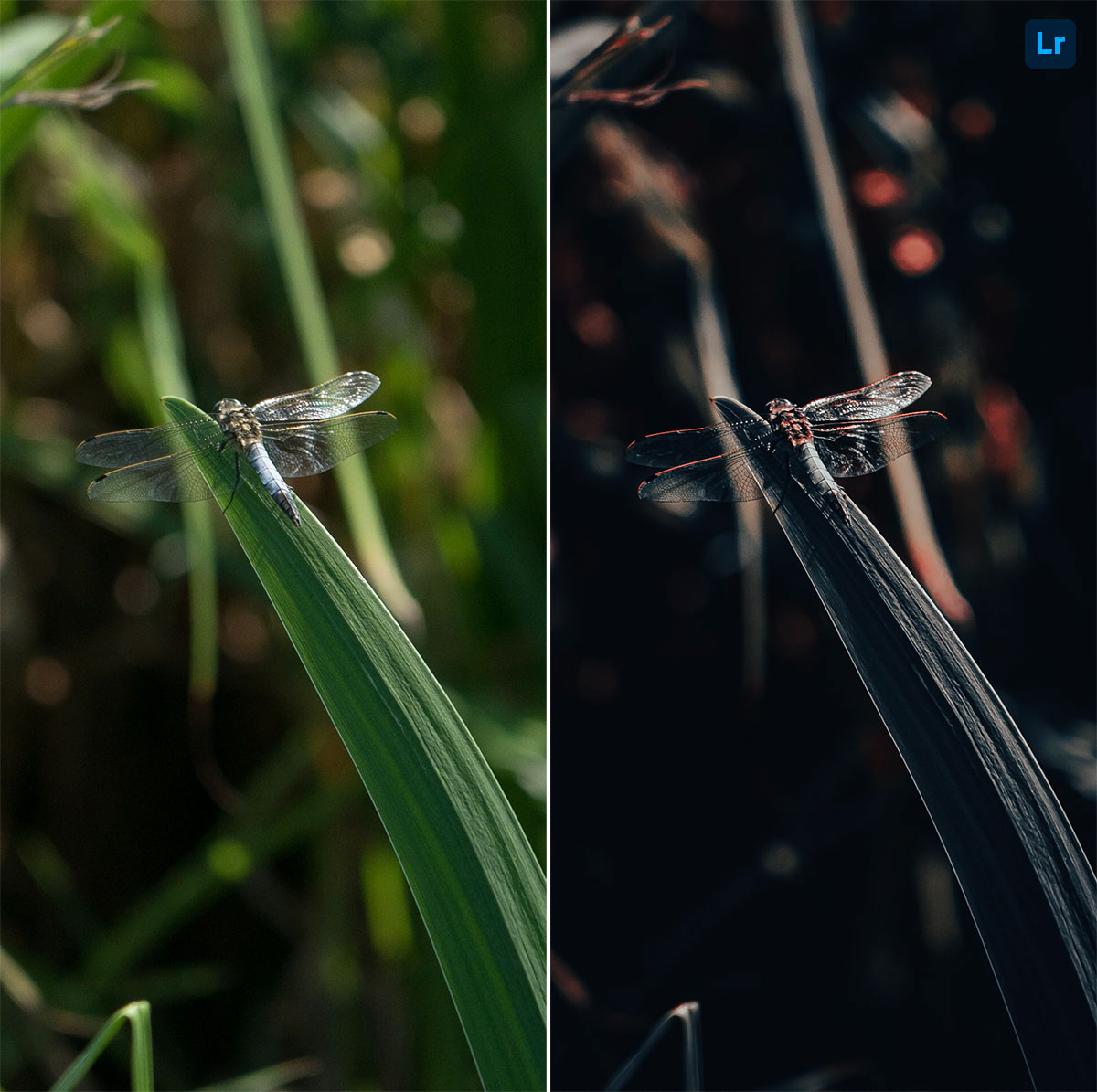 dragonfly | Edit | Photoshop Lightroom
