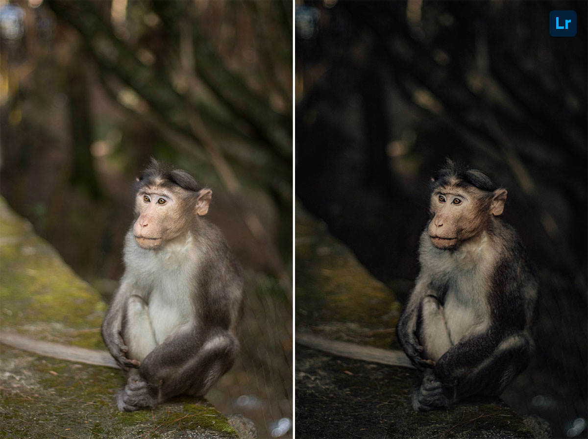 Monkey | Edit | Photoshop Lightroom
