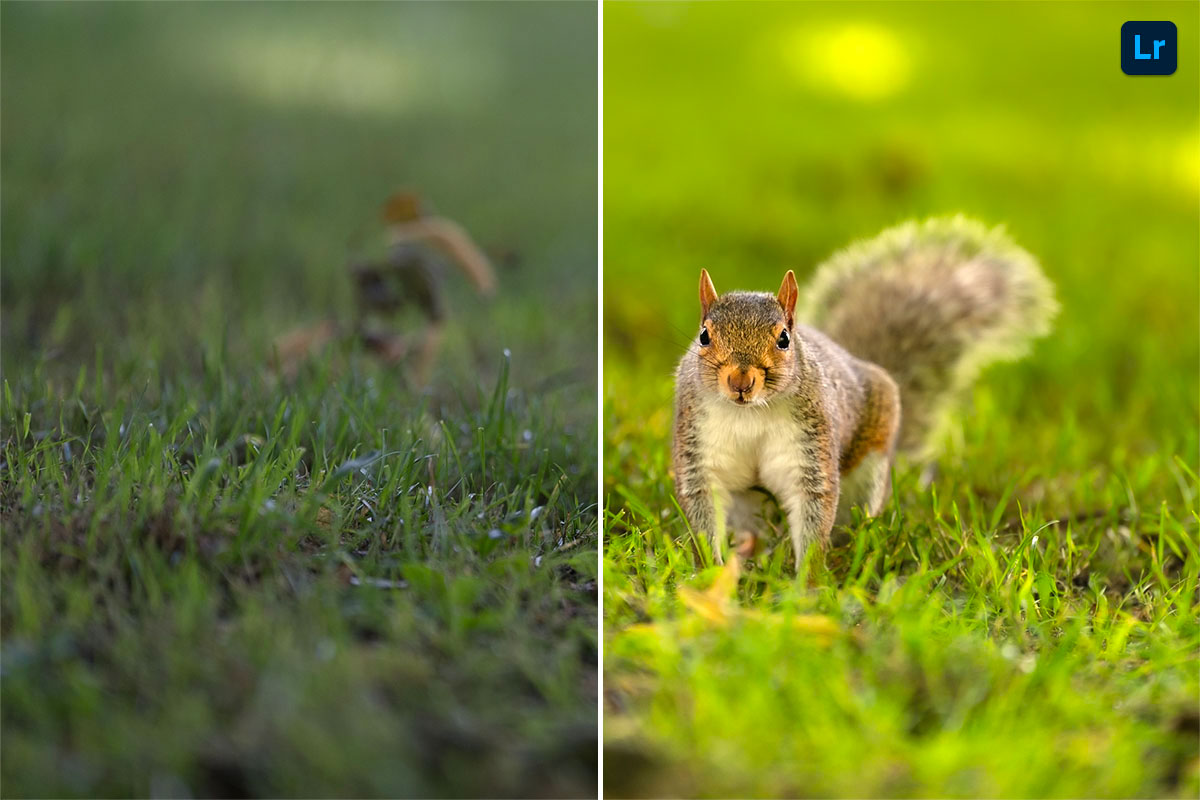 Curious Squirrel in the Sunlight Cu | Edit | Photoshop Lightroom