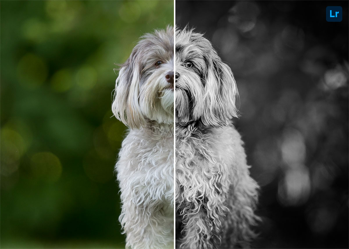 Regal Beagle | Remix | Photoshop Lightroom