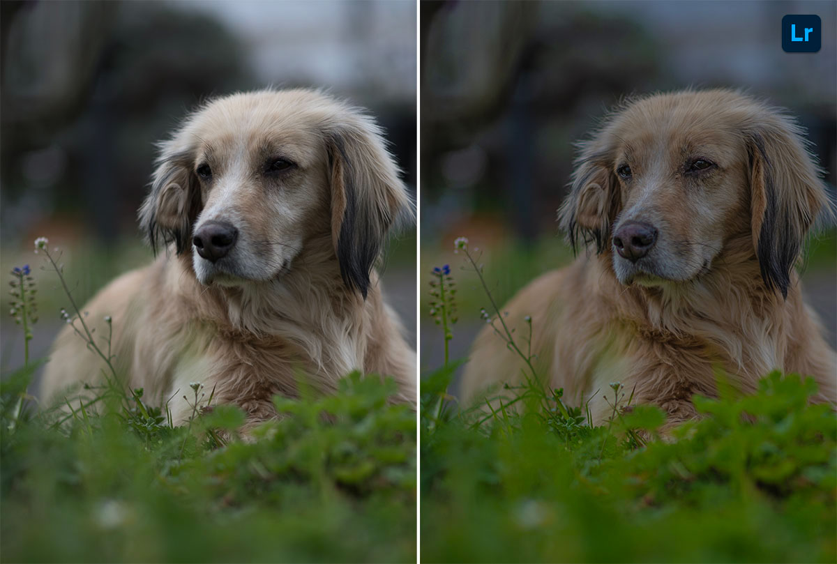 Lina the Dog 🐕 | Remix | Photoshop Lightroom