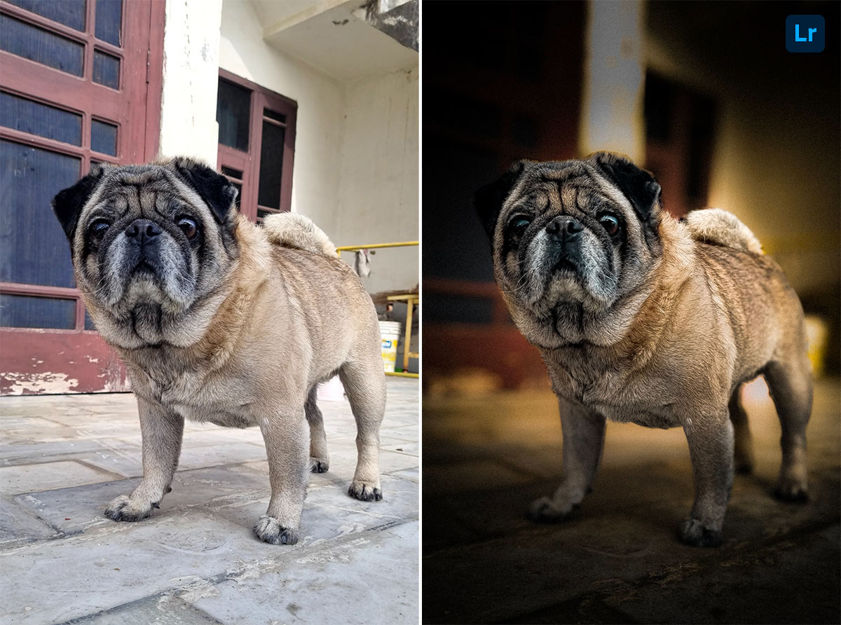 Cute Jerry | Edit | Photoshop Lightroom