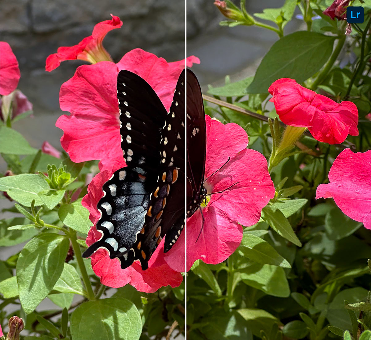 .Butterfly | Edit | Photoshop Lightroom