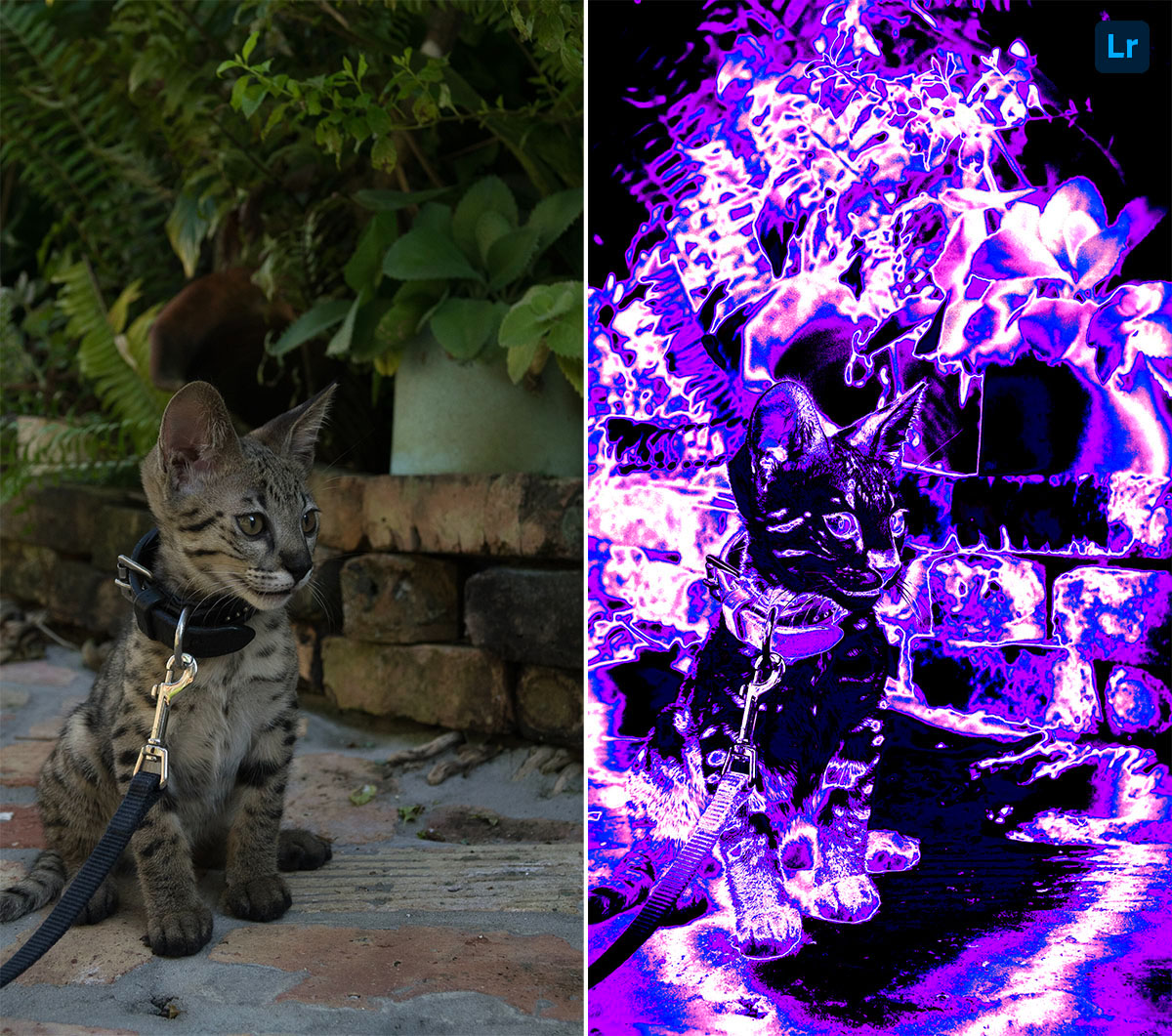 The Boy | Remix | Photoshop Lightroom