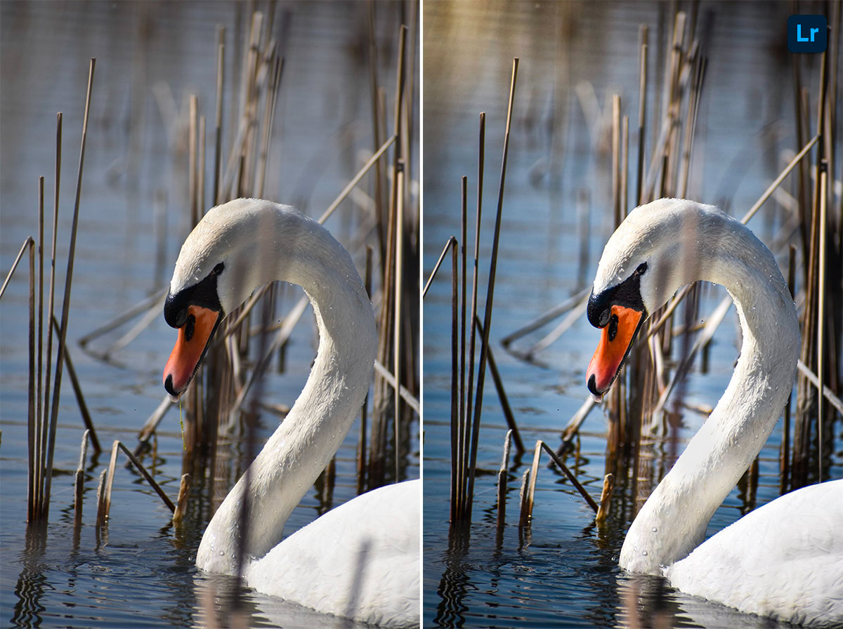 Swan | Edit | Photoshop Lightroom
