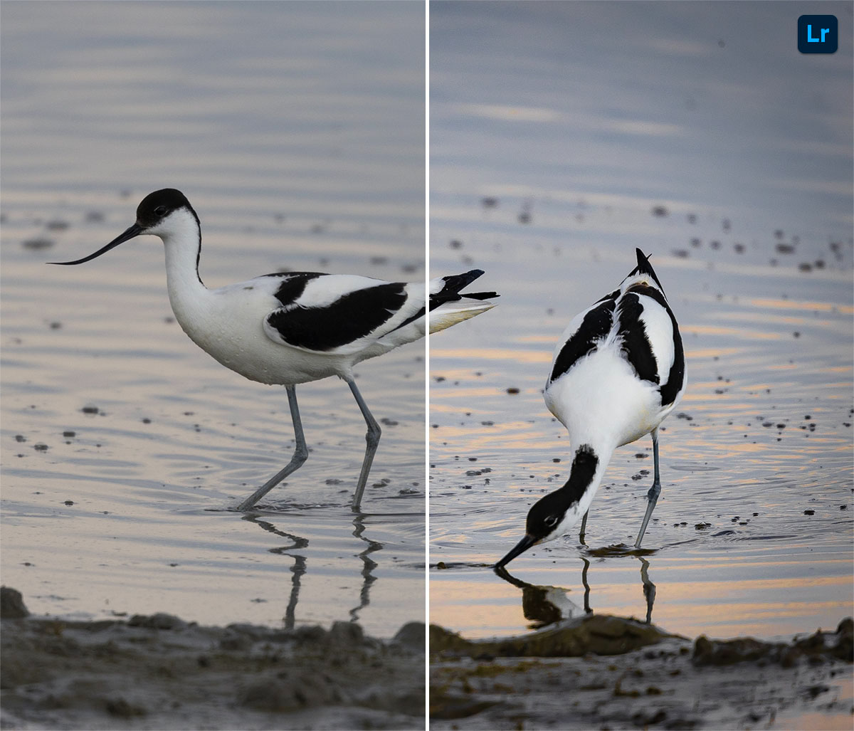 birds | Edit | Photoshop Lightroom