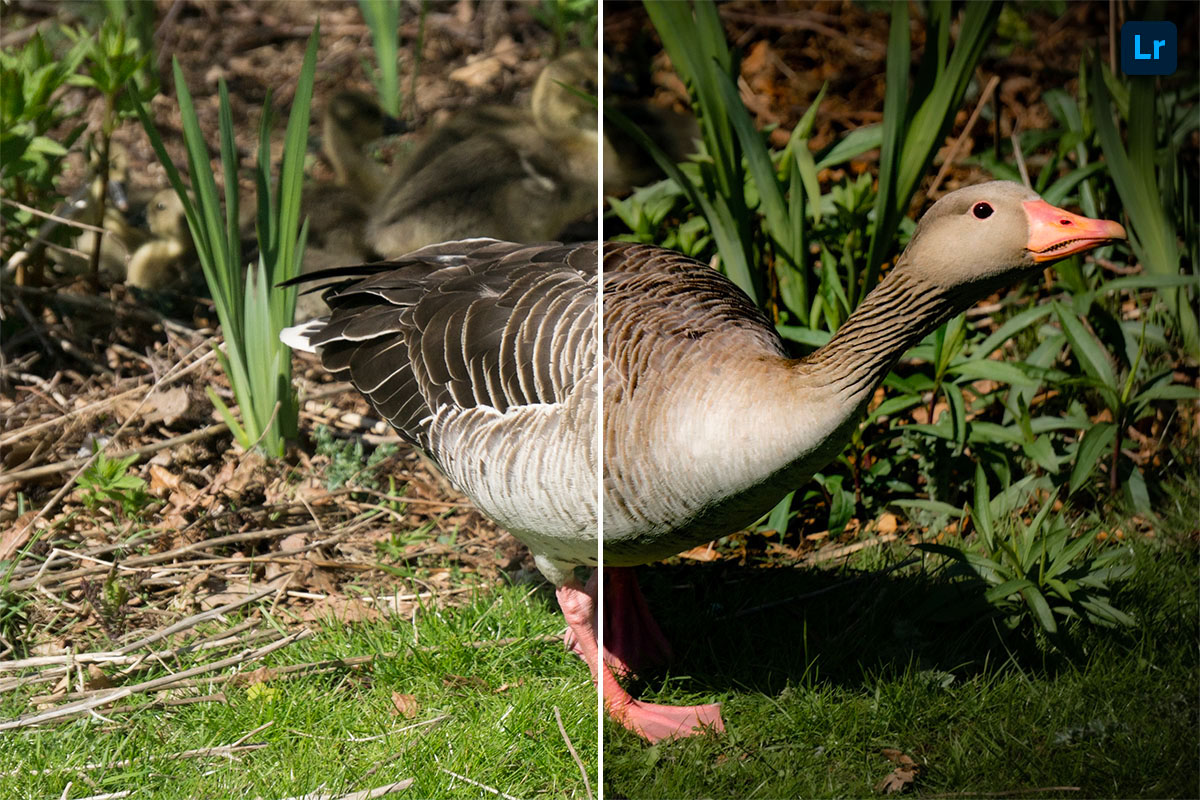 Goose | Edit | Photoshop Lightroom