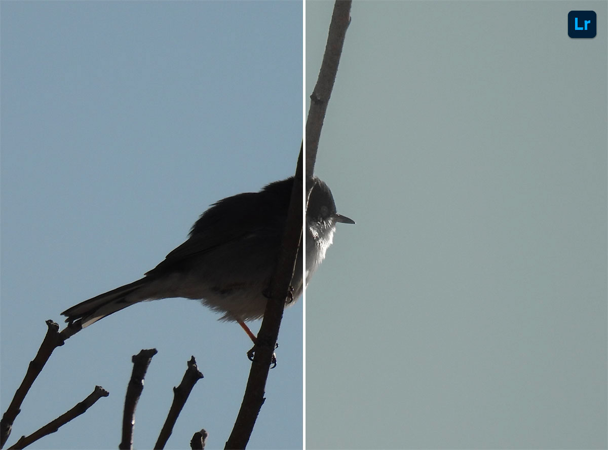 Bird | Edit | Photoshop Lightroom