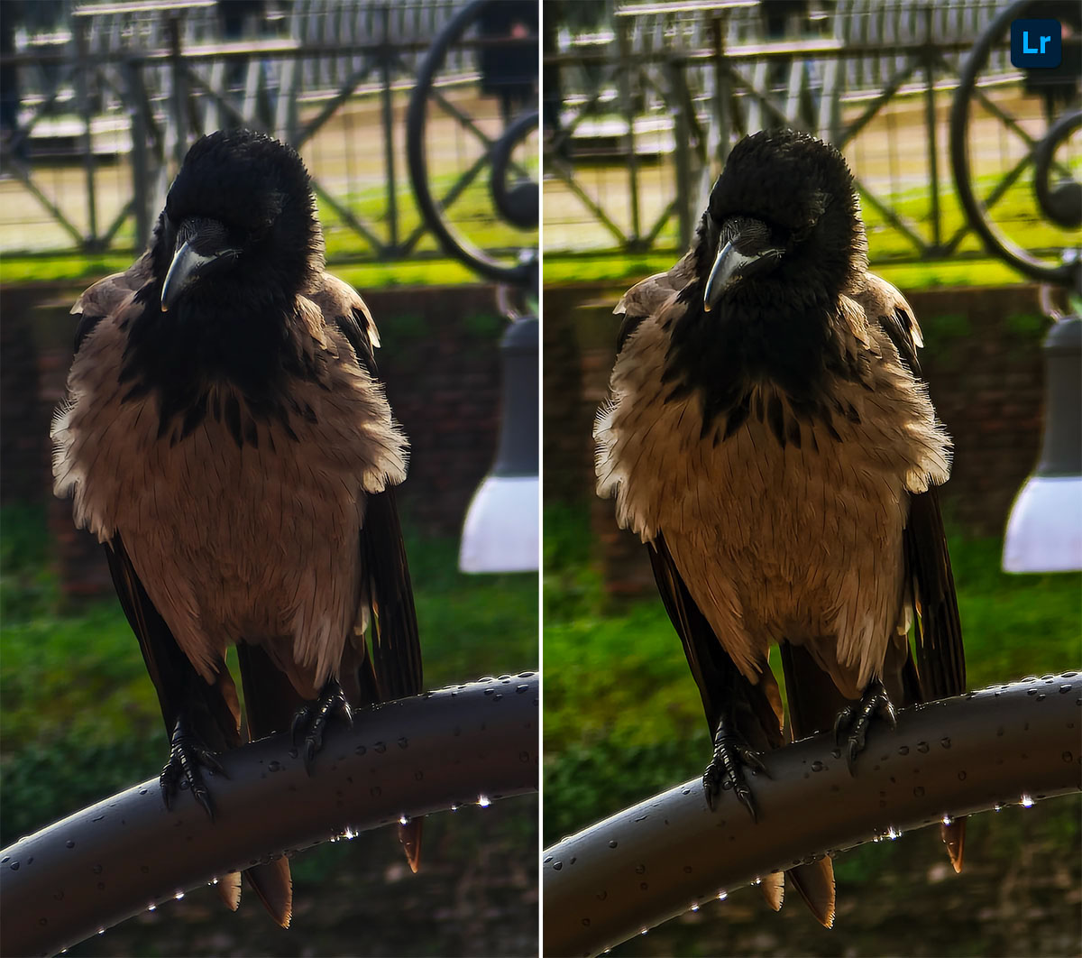 Wonder fly | Remix | Photoshop Lightroom