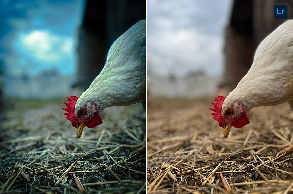 Chicken portrait | Mobile photo | Remix | Photoshop Lightroom