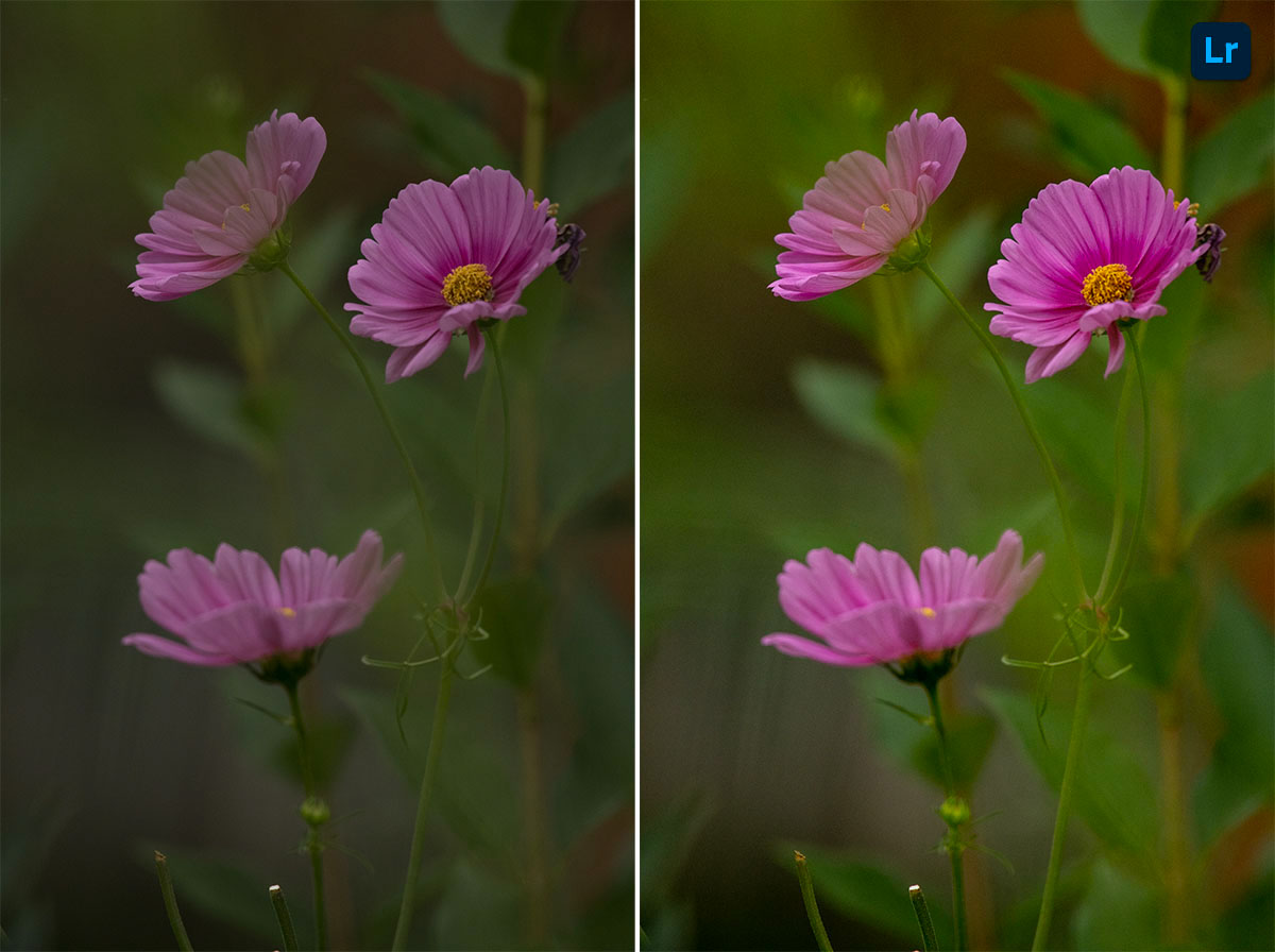 Cosmos | Remix | Photoshop Lightroom