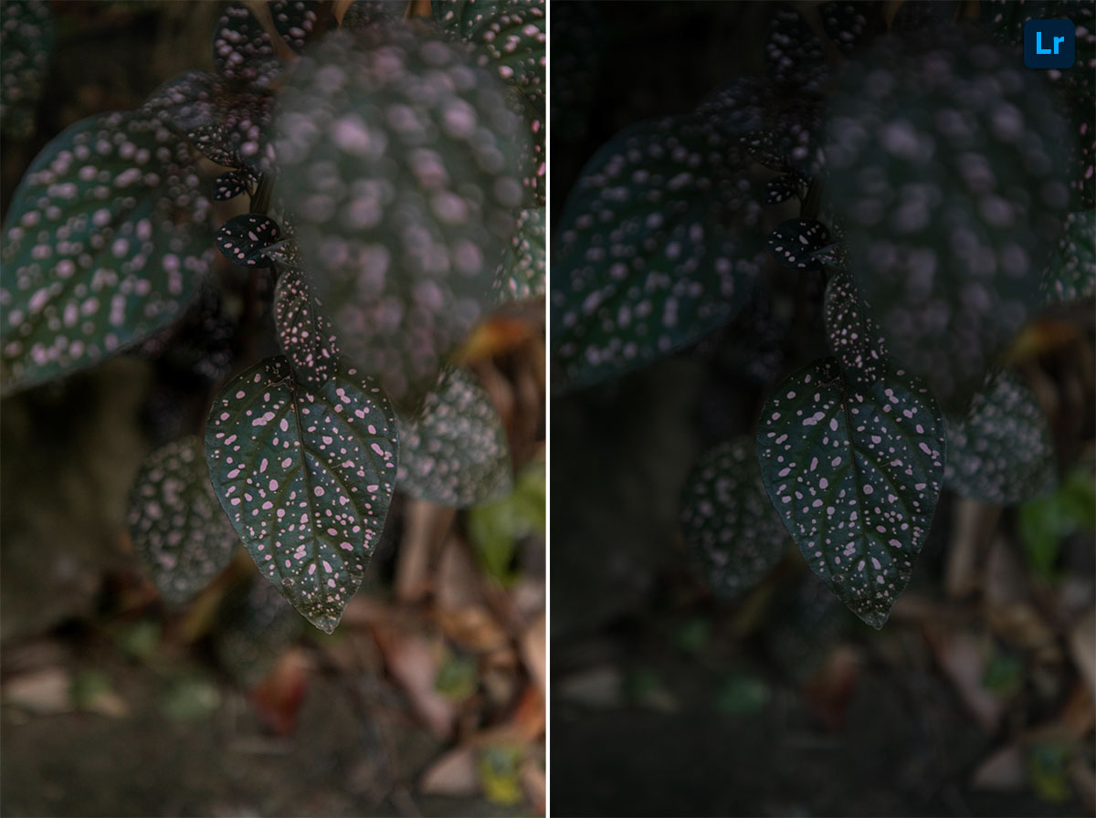 leaf | Edit | Photoshop Lightroom