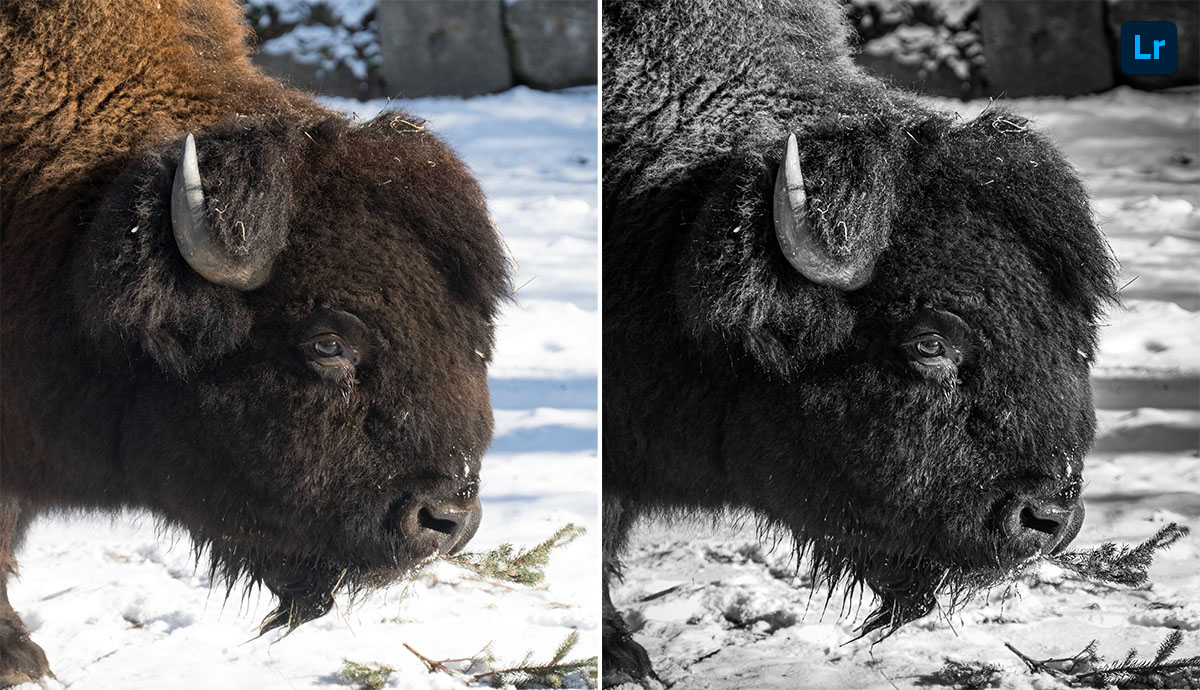 Bison | Edit | Photoshop Lightroom