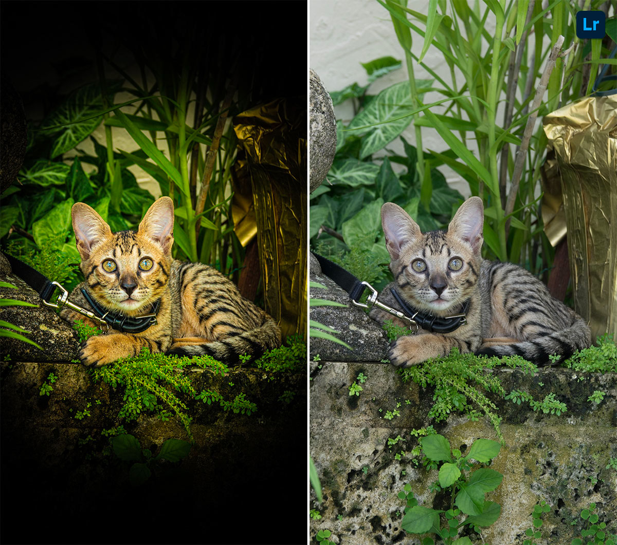 Savannah Female | Remix | Photoshop Lightroom