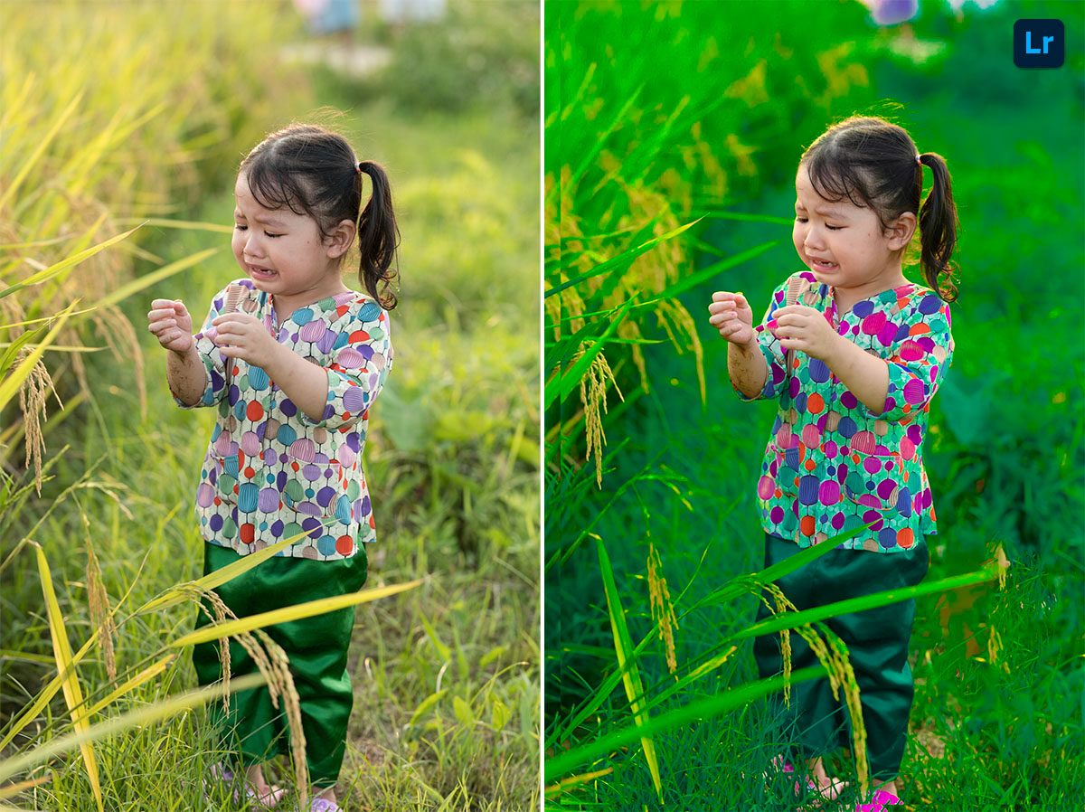 Em bé bên cánh đồng lúa | Remix | Photoshop Lightroom