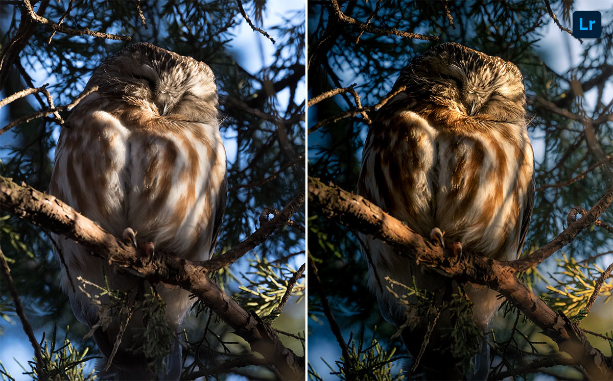 Northern Saw-Whet Owl | Edit | Photoshop Lightroom