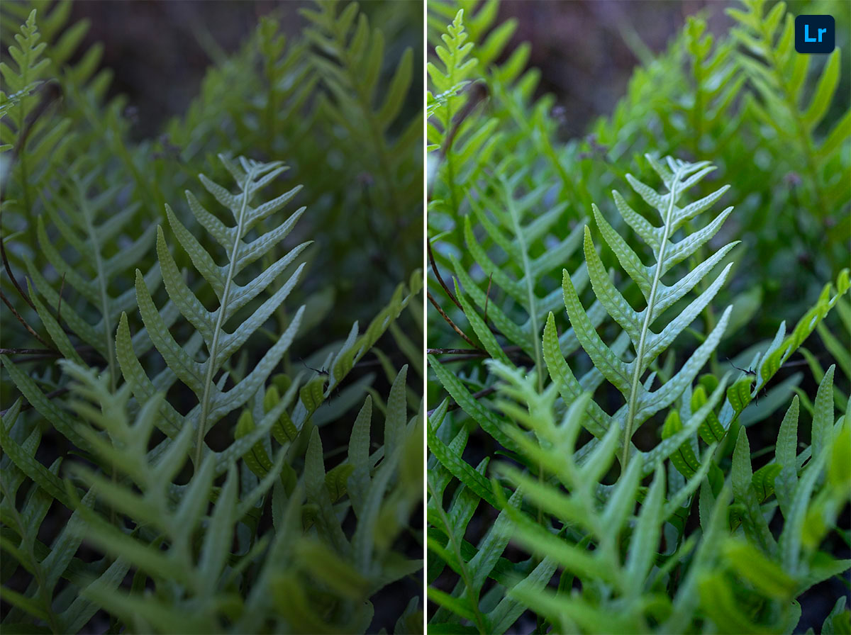Fern Green | Remix | Photoshop Lightroom