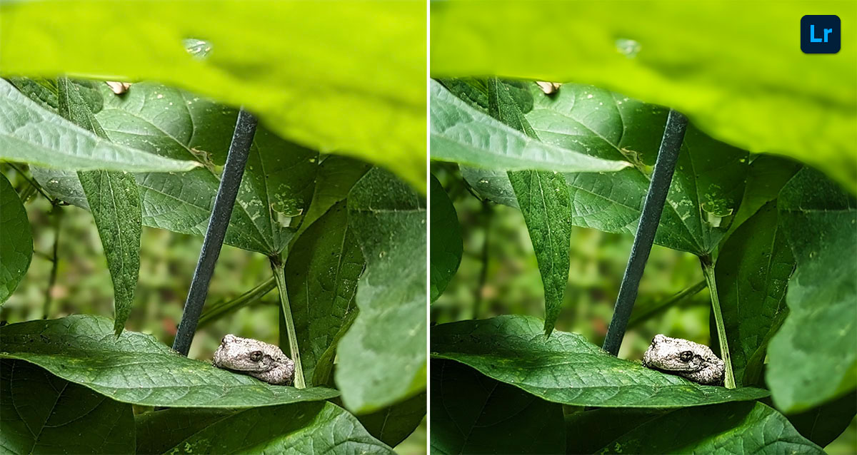 Friend Amongst the Green Beans | Edit | Photoshop Lightroom
